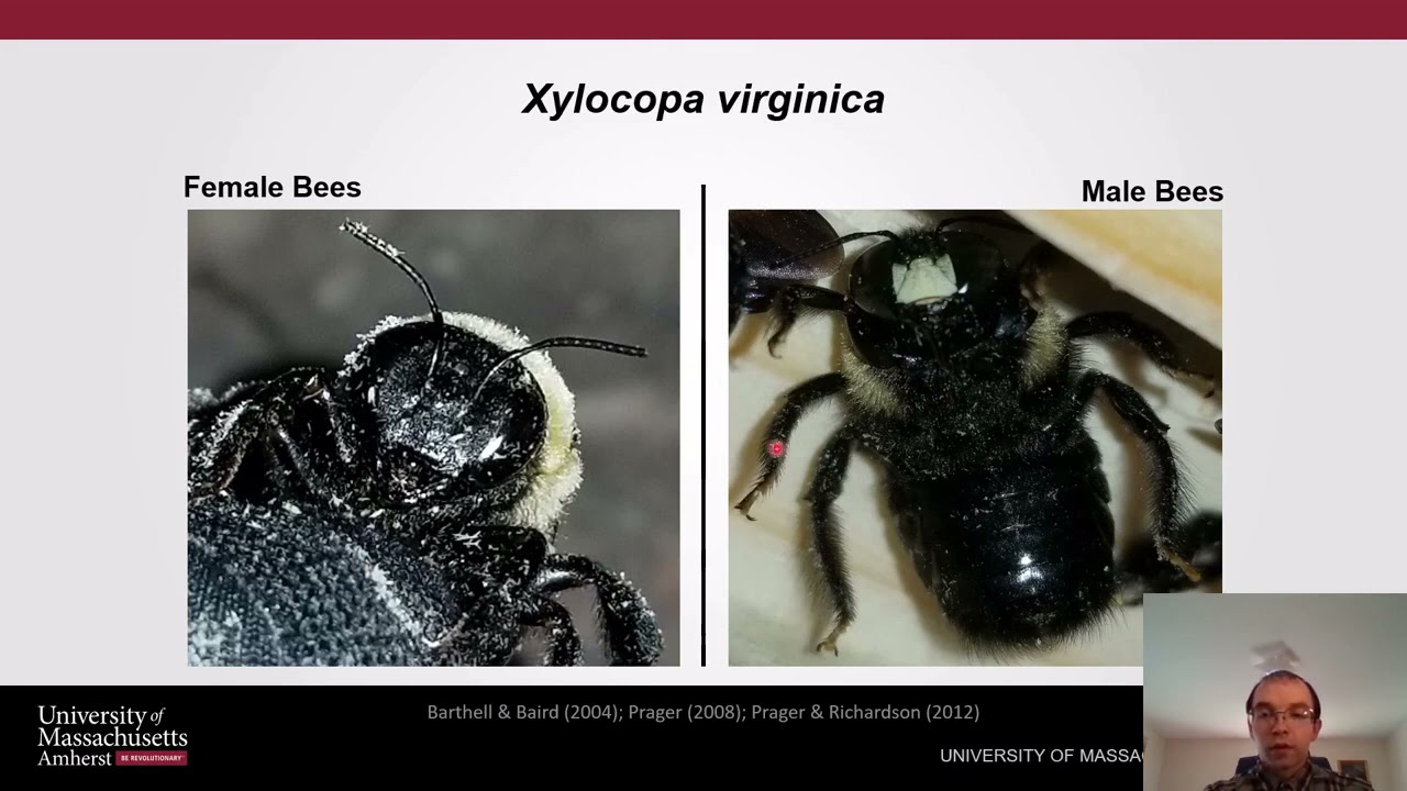 Automated recording of daily vibroacoustic and behavioral activity in Xylocopa virginica