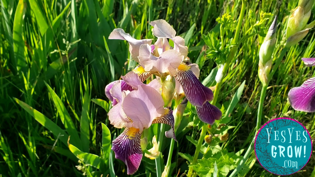 Highway Irises in Iowa--historic irises found by the roadside, what to do