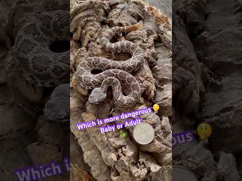 Baby Rattlesnake vs Adult Rattlesnake-Is one more dangerous 🤔