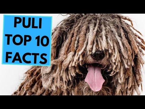 Puli - TOP 10 Interesting Facts