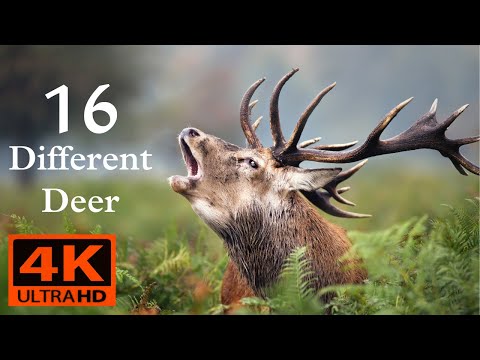 Deer: 16 Different Deer Types | Deer Species | Types of Deer | 16 deer species