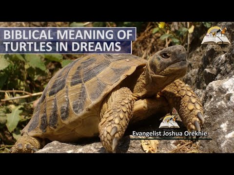 Biblical Meaning of TURTLES in Dream - Spiritual Meaning and Symbolism
