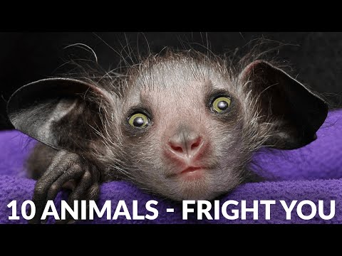 10 Scary Looking Animals That Are (Mostly) Harmless