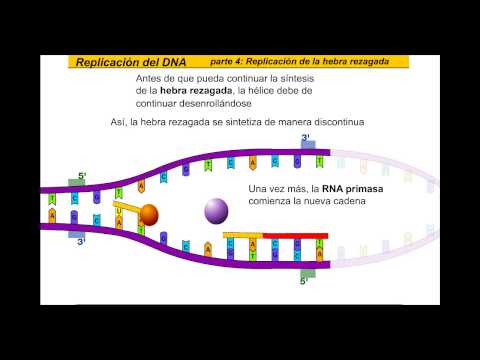 REPLICACIÓN DEL ADN (GRADO NOVENO) | elmundodelabiologia17