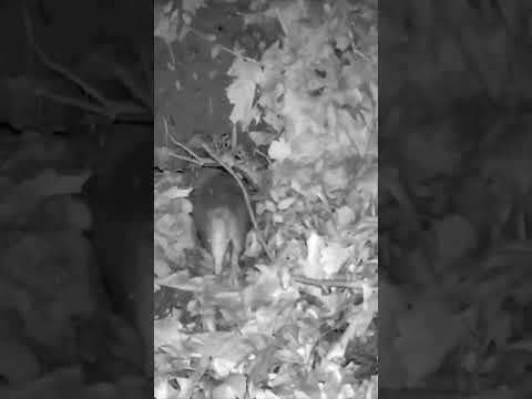 Armadillo pulls leafs into his burrow #trailcam #armadillo #shorts #short #backyard #habitat