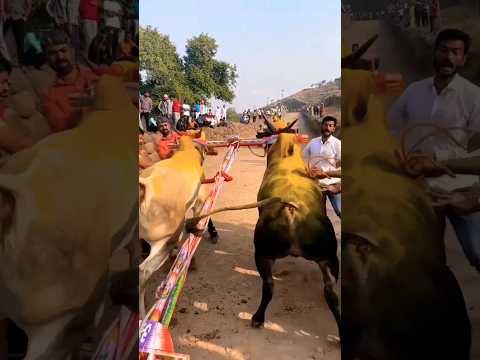 ||Bailgada Sharyat|| $ #sharyat #bailgada #trending #shorts #trendingshorts