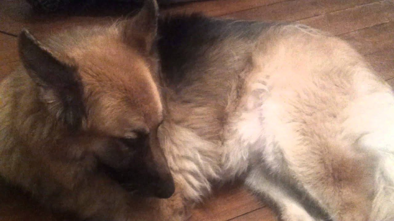 Big dog, German shepherd with hiccups! Funny :)
