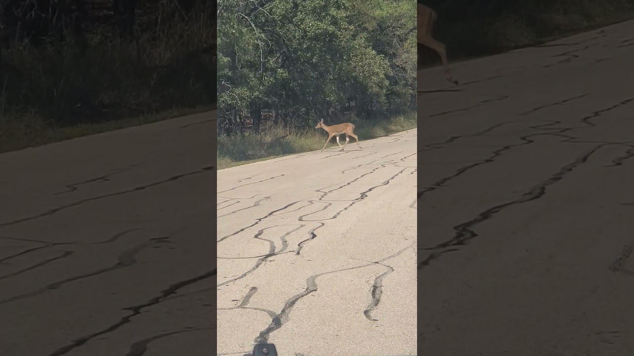 Deer Crossing the Road at Mineral Wells State Park #texas #outdoors #deer #doe #statepark