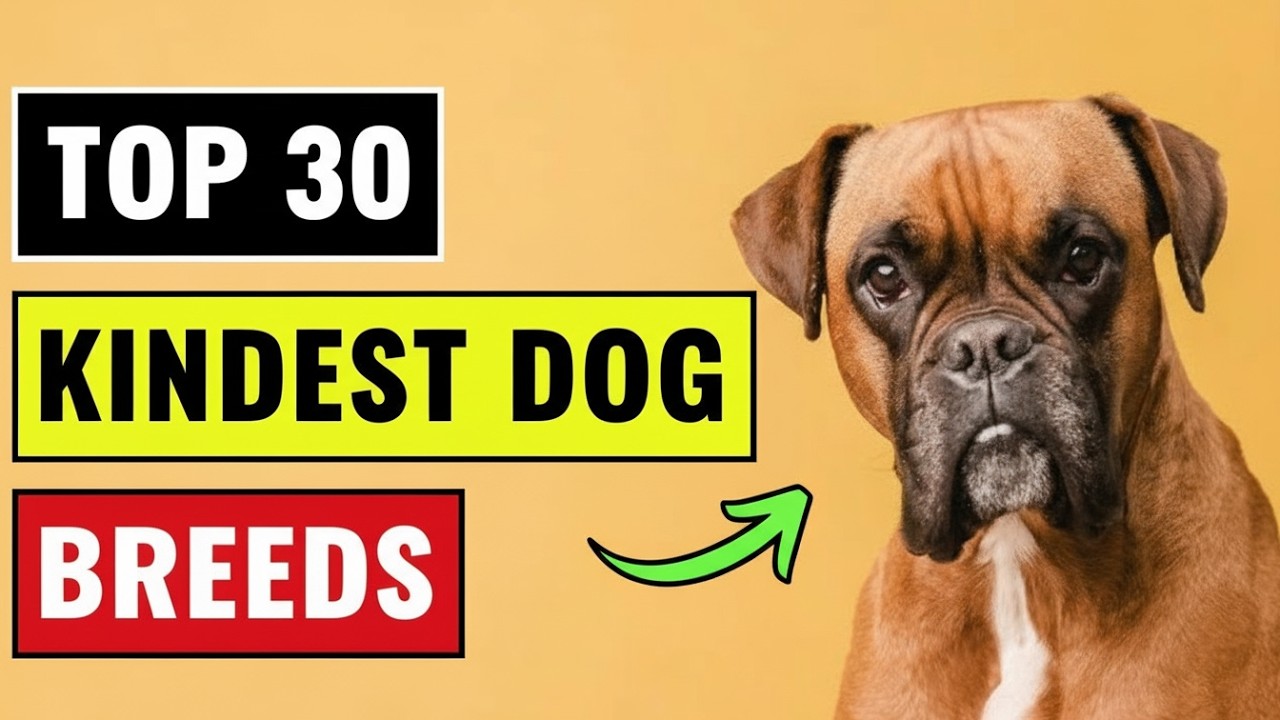 Top 30 Kindest Dog Breeds in the World (Perfect for Kids & Families!)🐶❤️