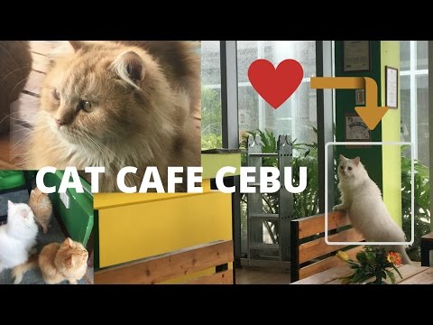 CEBU VLOG: Cat Cafe Philippines