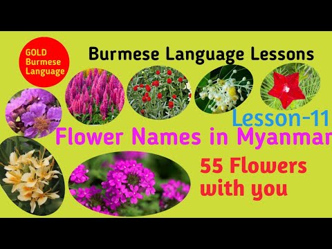 Say Flower Names in Myanmar, Lesson 11