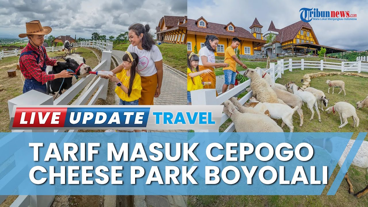 Serunya Main dengan Satwa di Cepogo Cheese Park Boyolali Milik Cimory, Ada Kelinci hingga Kuda ...