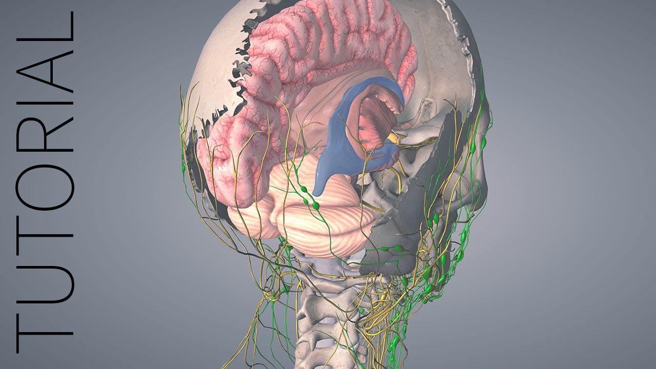 Pins - Essential Anatomy 5 Tutorial