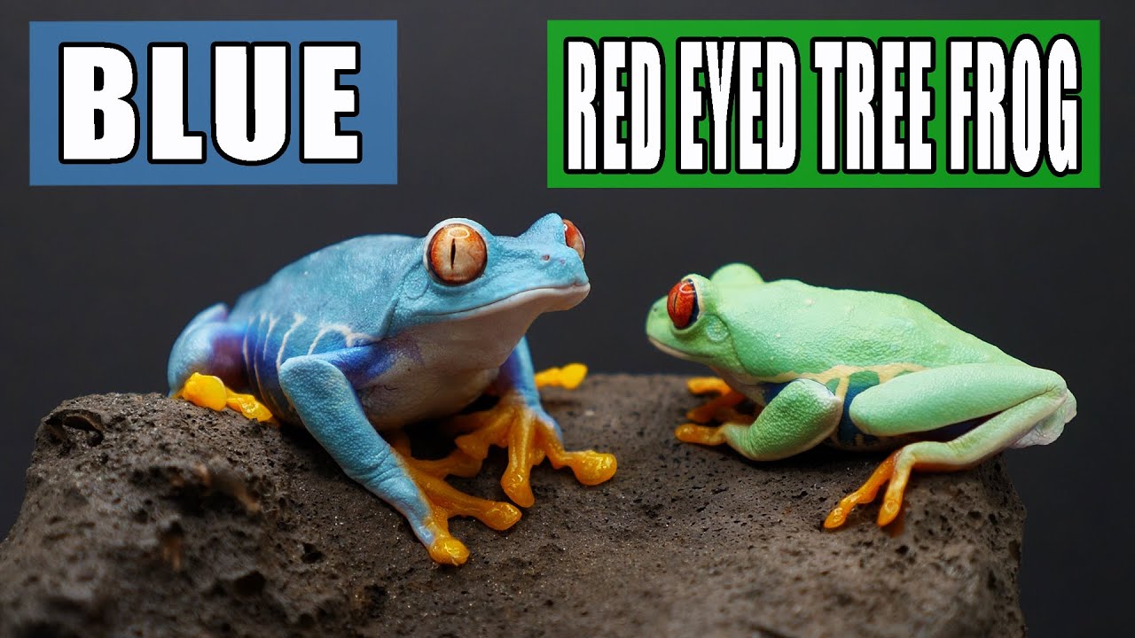 The RAREST Red Eyed Tree Frog?! Rainforest Junkys