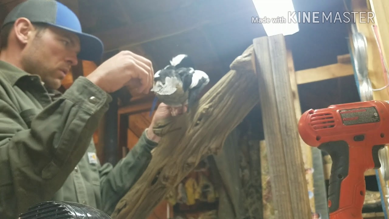 Mounting a Duck - Drake Bufflehead