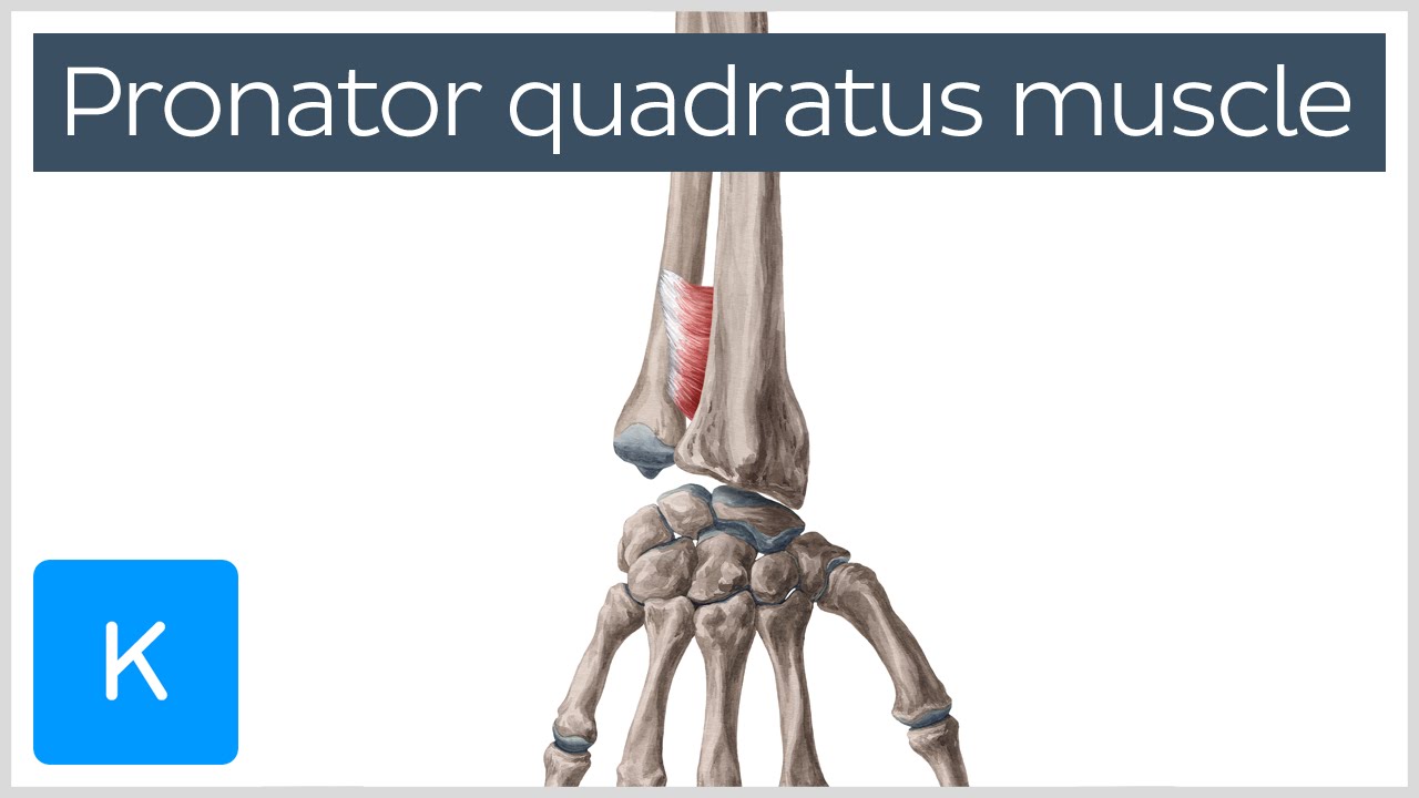 Pronator Quadratus Muscle Function & Location - Human Anatomy | Kenhub