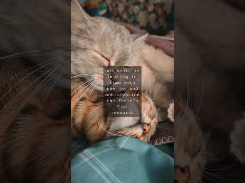 The Feline Frequency Unpacking the Pulsating Rhythms of My Furry Friends HeartAs I sit...