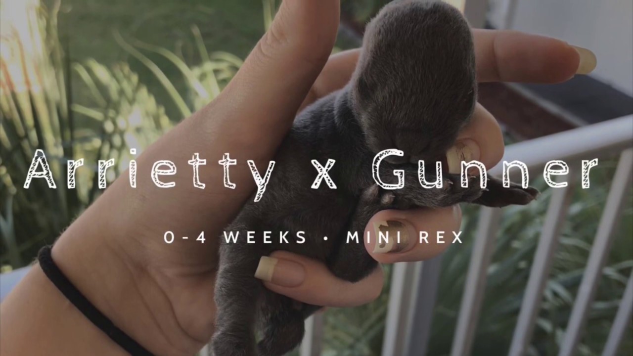 0-4 Weeks Mini Rex Bunny Litter