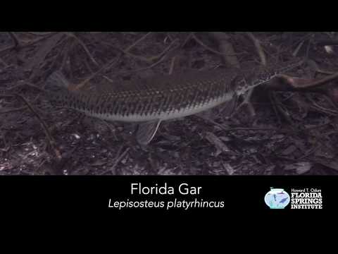 Florida Gar – Florida Springs Institute