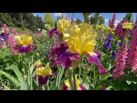 Schreiner's Iris Garden Tour 2021