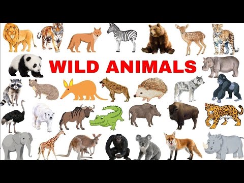 50+ wild animal | animals vocabulary | wild animals name with pictures | animals name | wild animal