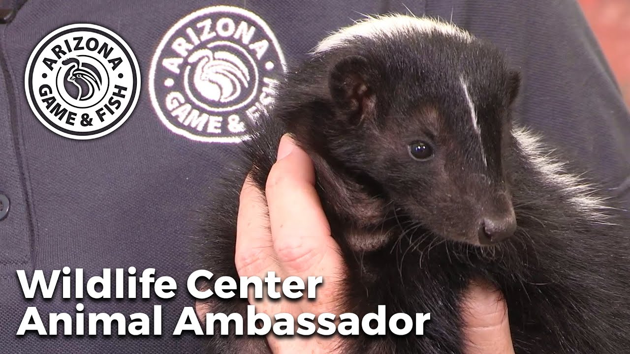 Striped Skunk - Arizona Game and Fish Wildlife Center Animal Ambassador