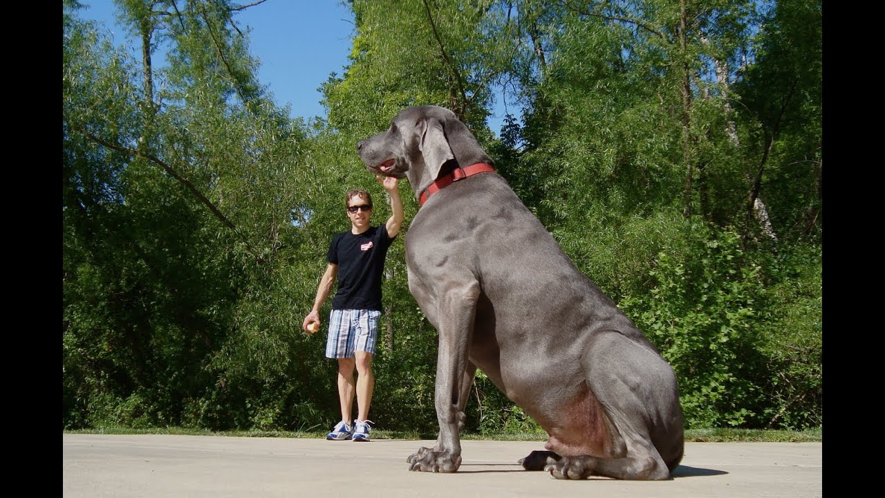 BIGGEST DOGS - 9 OF THE LARGEST DOG BREEDS IN THE WORLD