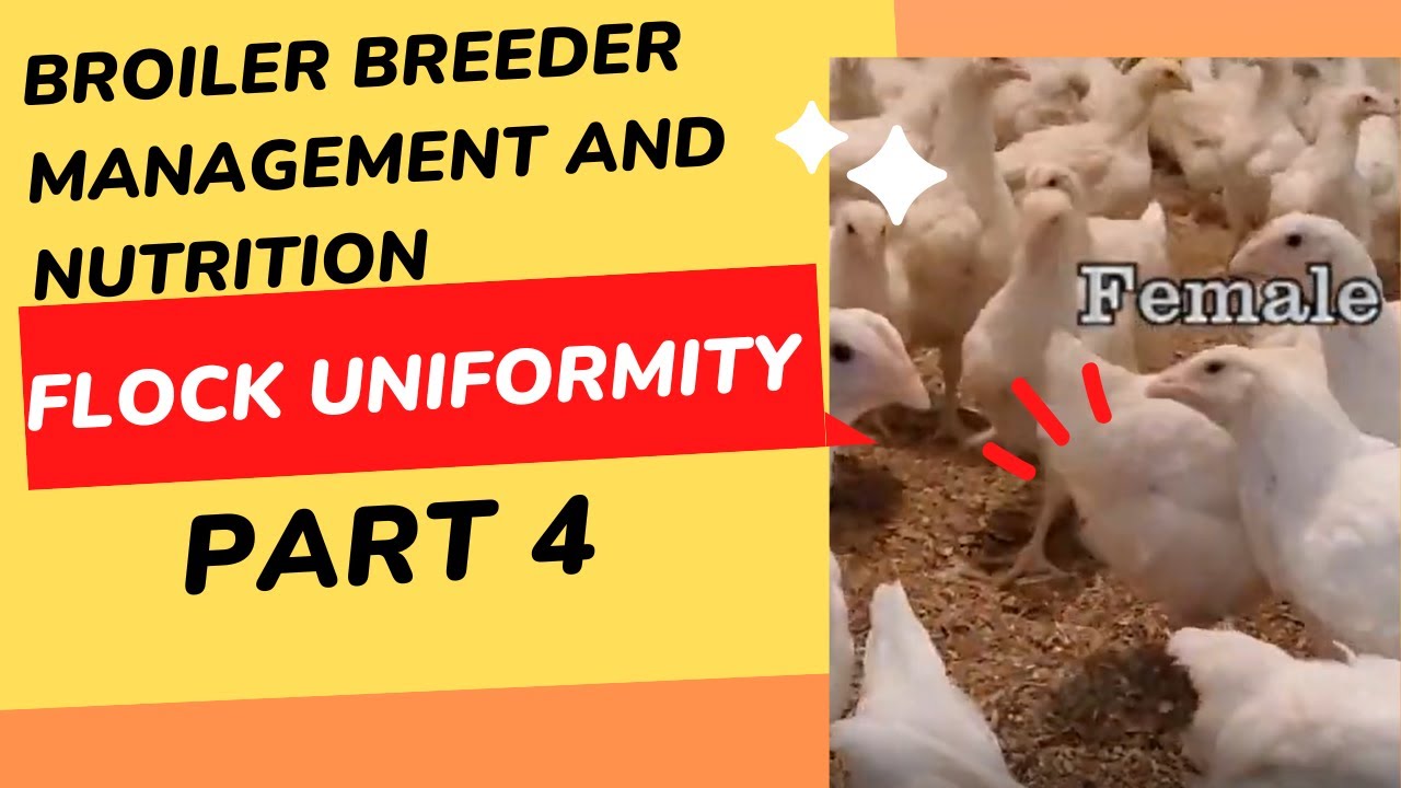 Broiler breeder management Flock uniformity