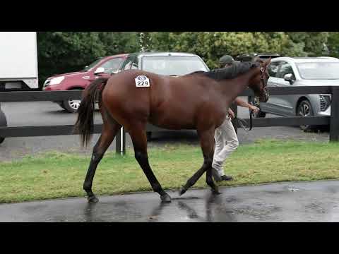 KARAKA 2023 - LOT 229 - WRITTEN TYCOON x HECTOPASCAL, BAY COLT $260,000