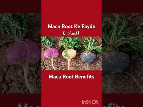 Maca Root Ke fayde & Types #macaroot #pharmacist #pharmacy #malehealth #femalehealth #supplements