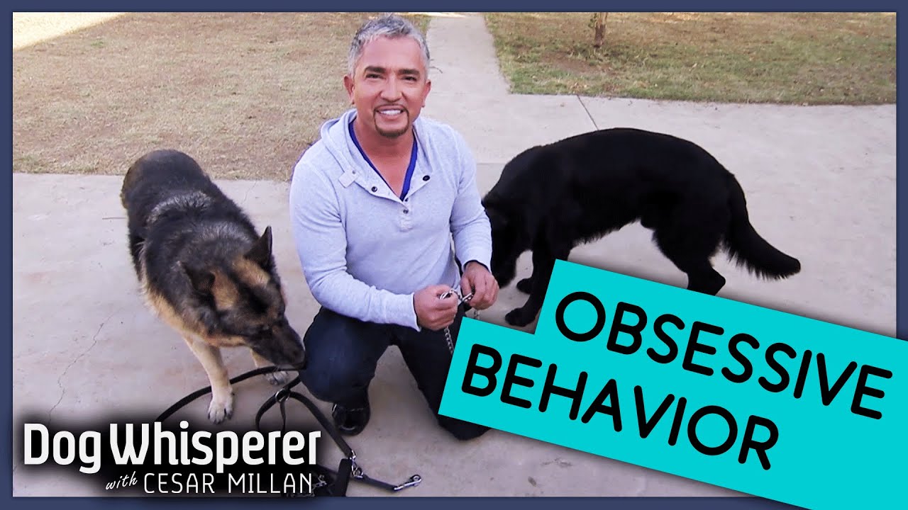 Dog Wont's Stop Chasing Shadows! 👀 | Dog Whisperer With Cesar Millan