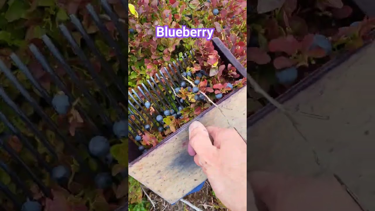 Blueberry picking in Sweden #berry #harvesting #organicproducts