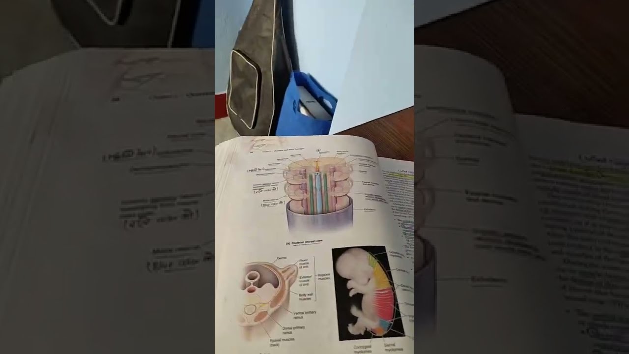 MOORE'S ANS || IN LOVE WITH ANATOMY || #mbbs #mbbs_love