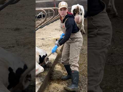 Why Do Cows Have Tails? - Rich- Farmer