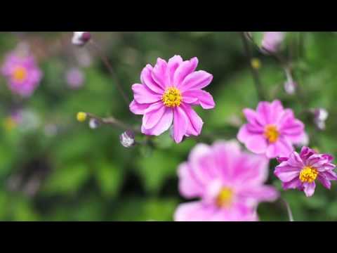 Garden Tips Japanese Anemone