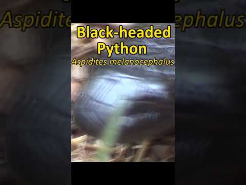 Black-headed Python live Drawing #shorts