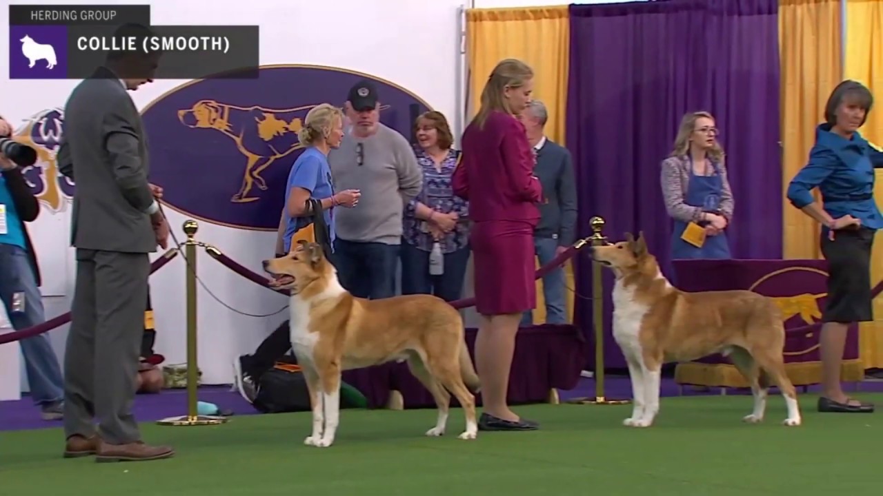 Collies Smooth | Breed Judging 2020