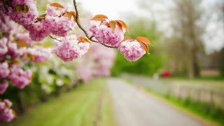 Mandara Cheppundo Chords - Chordify