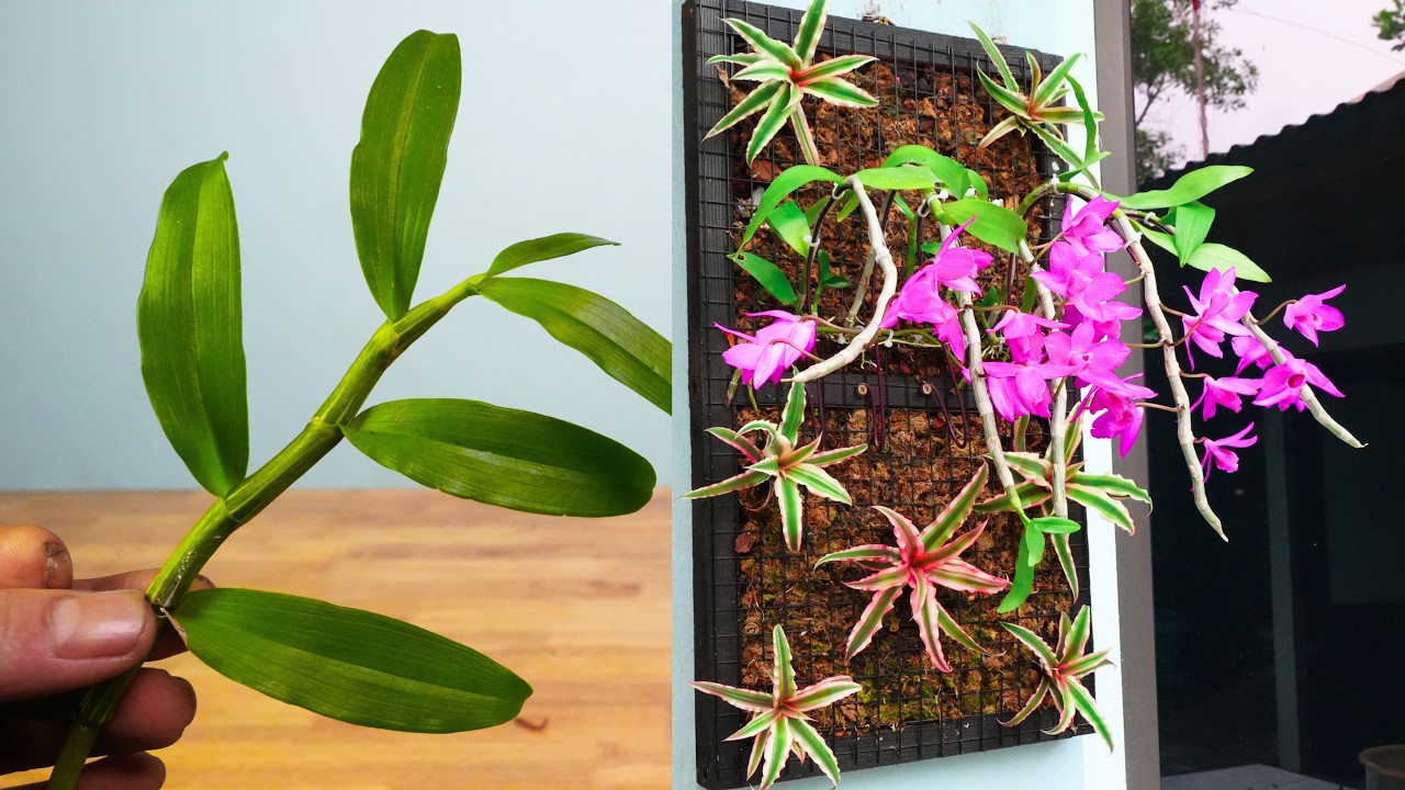 Just plant the orchid on a wooden frame and it will bloom immediately