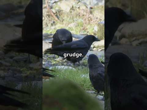 Beware Crows Hold Grudges!!! #animals #birds #facts