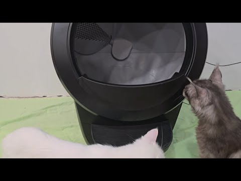 Litter-Robot 4 Review: Best Self-Cleaning Litter Box for Large Cats! 🤖🐾