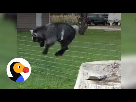 Parkour!!! – Language & Literature III