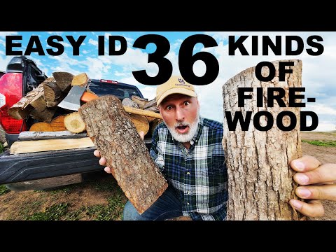 EASY TRICKS TO IDENTIFY 36 KINDS OF FIREWOOD!