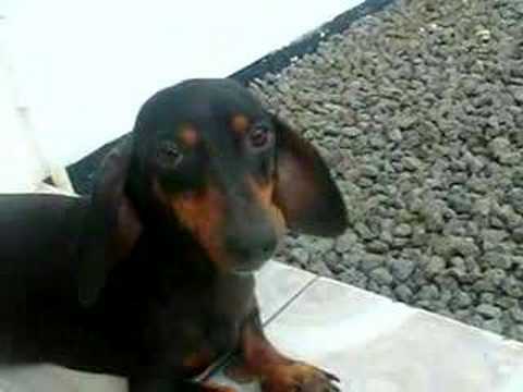 My Dog Piff Smiles! – Yashvinblogs