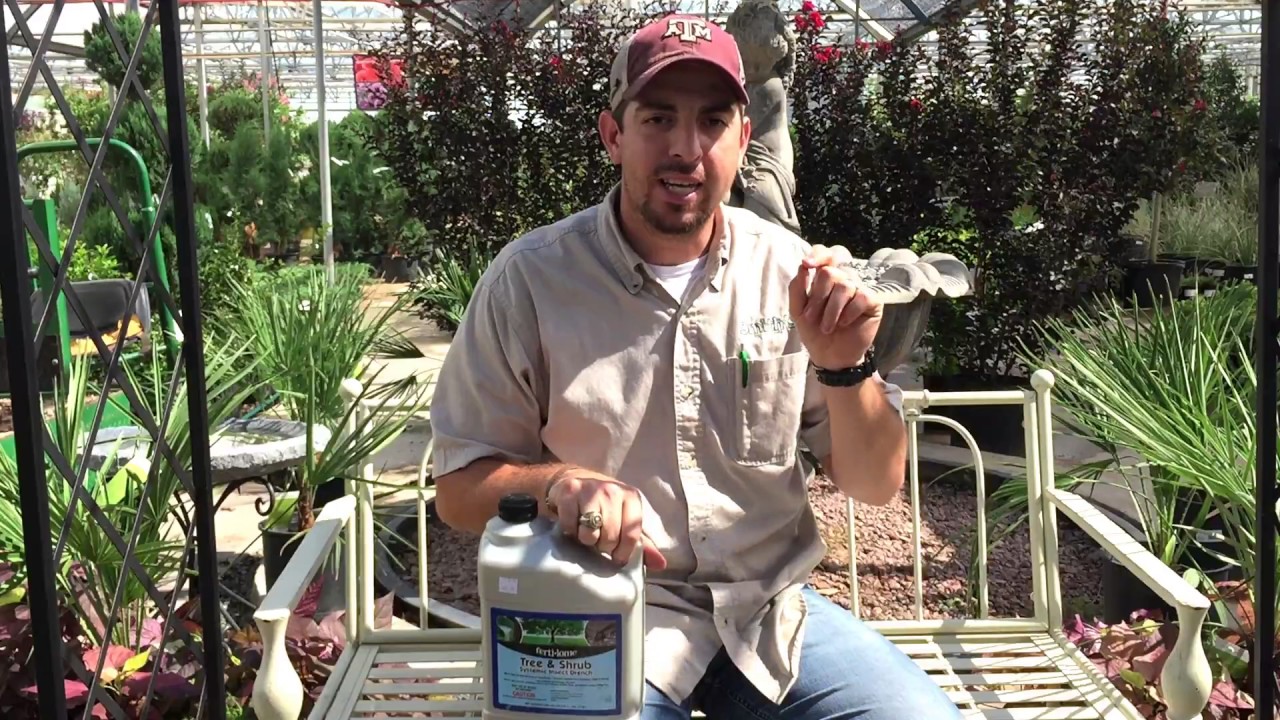 How To Treat Tree Borers.