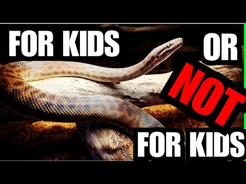 Are Children's Pythons Actually A Beginners Snake ?