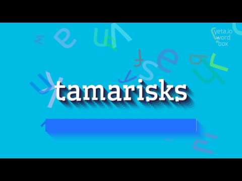 How to say "tamarisks"! (High Quality Voices)