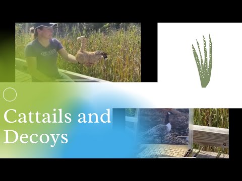 Cattails and Decoys