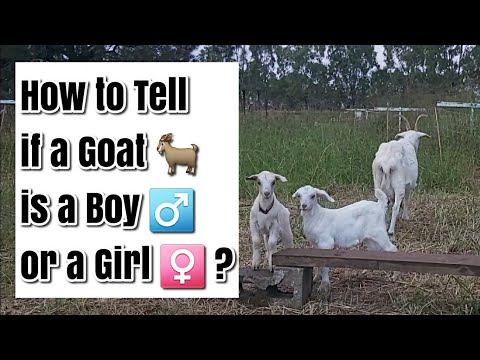 How to tell if a Goat is Male or Female | Janderra Coaching