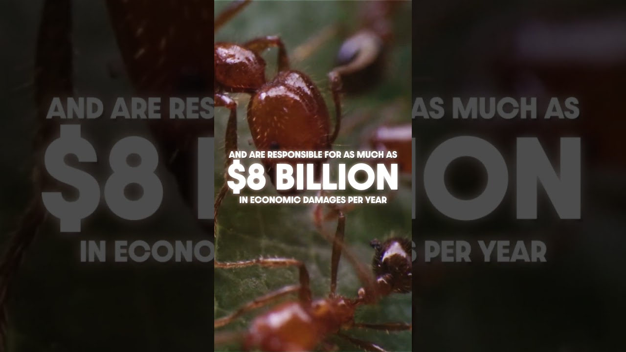 Fire Ant Week: Stamping Out Fire Ants